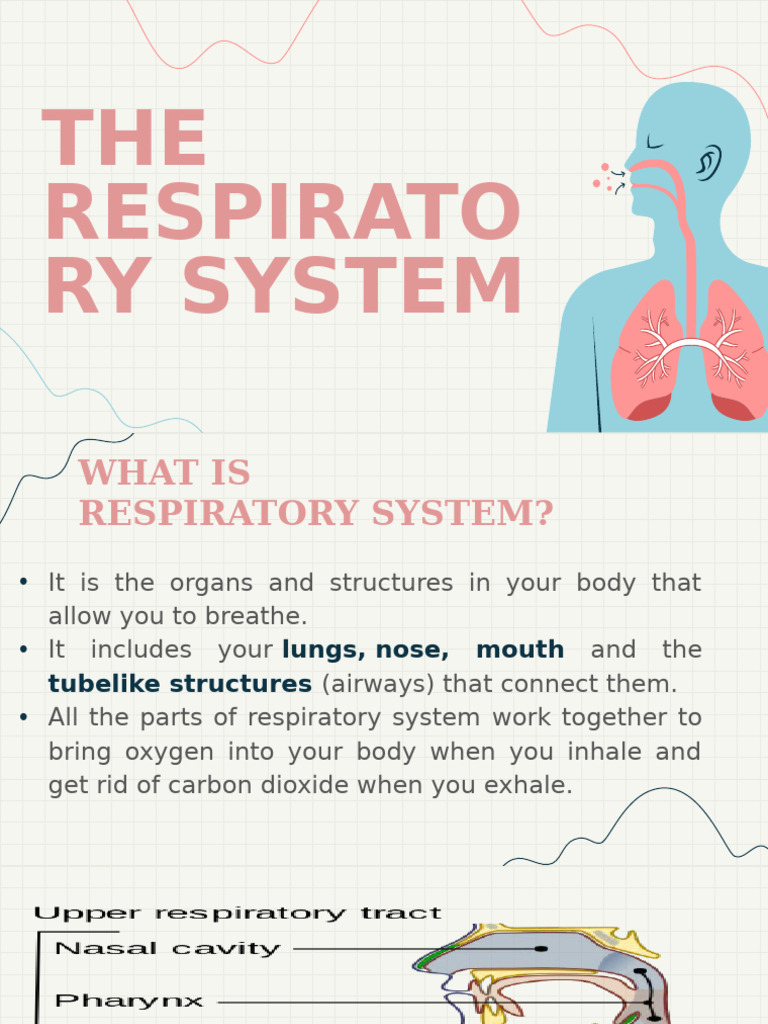 Respiratory | PDF | Respiratory Tract | Lung