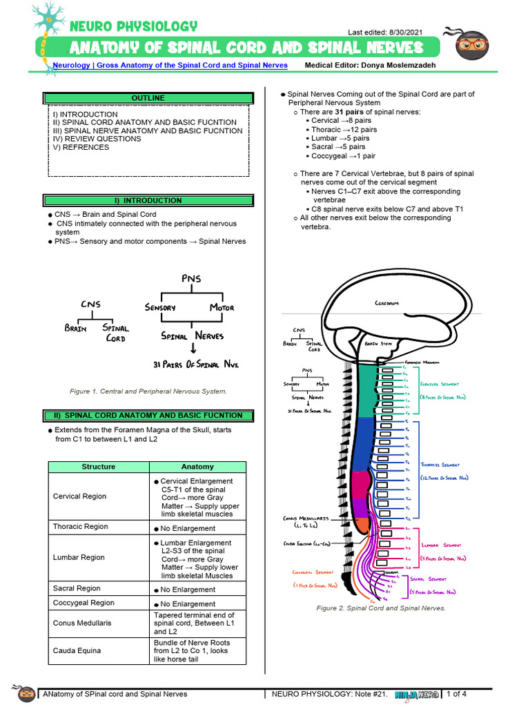 Gross Anatomy of The Spinal Cord and Spinal Nerves Atf | PDF | Spinal ...
