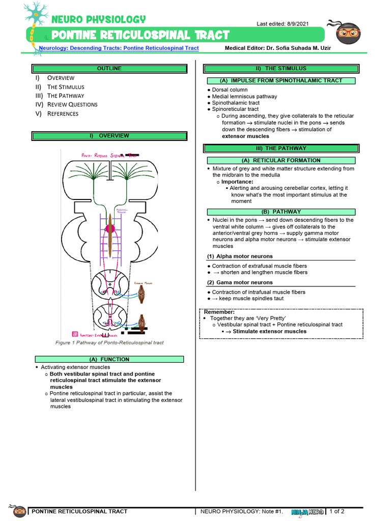 Descending Tracts- Pontine Reticulospinal Tract Atf | PDF | Spinal Cord ...