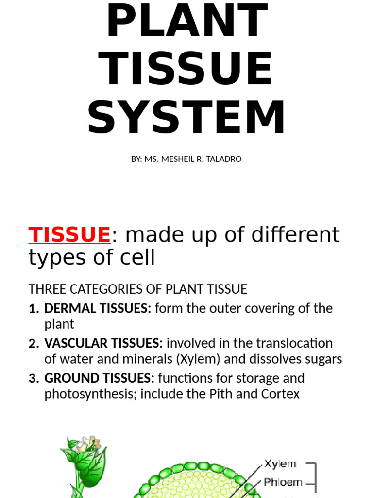Plant Tissue Systems Explained | PDF