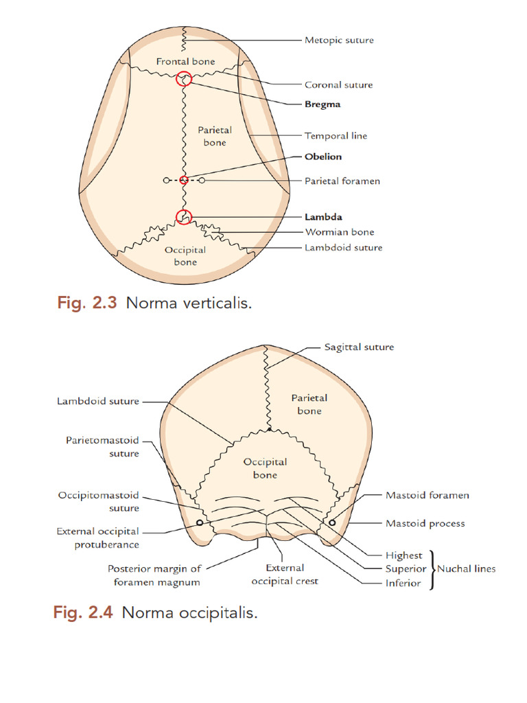 HEAD NECK FACE DIAGRAMS | PDF