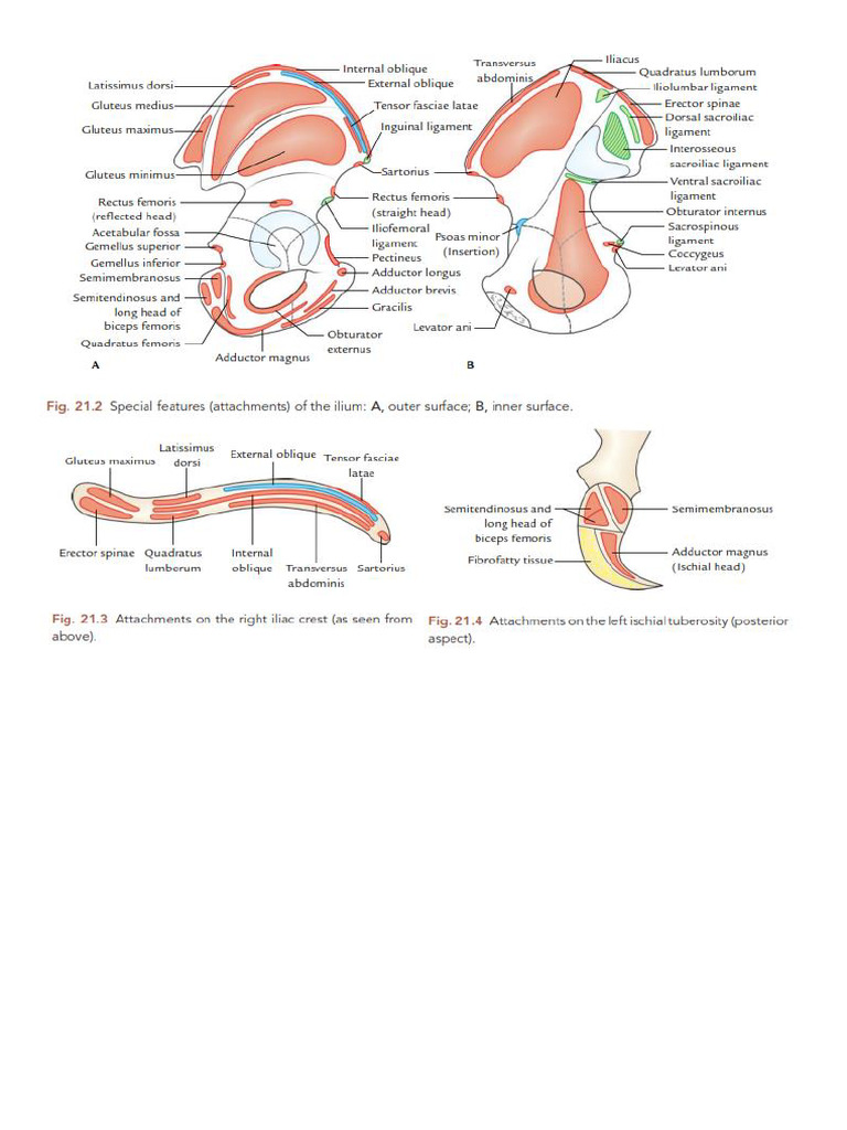 LOWER LIMB All Diagrams | PDF