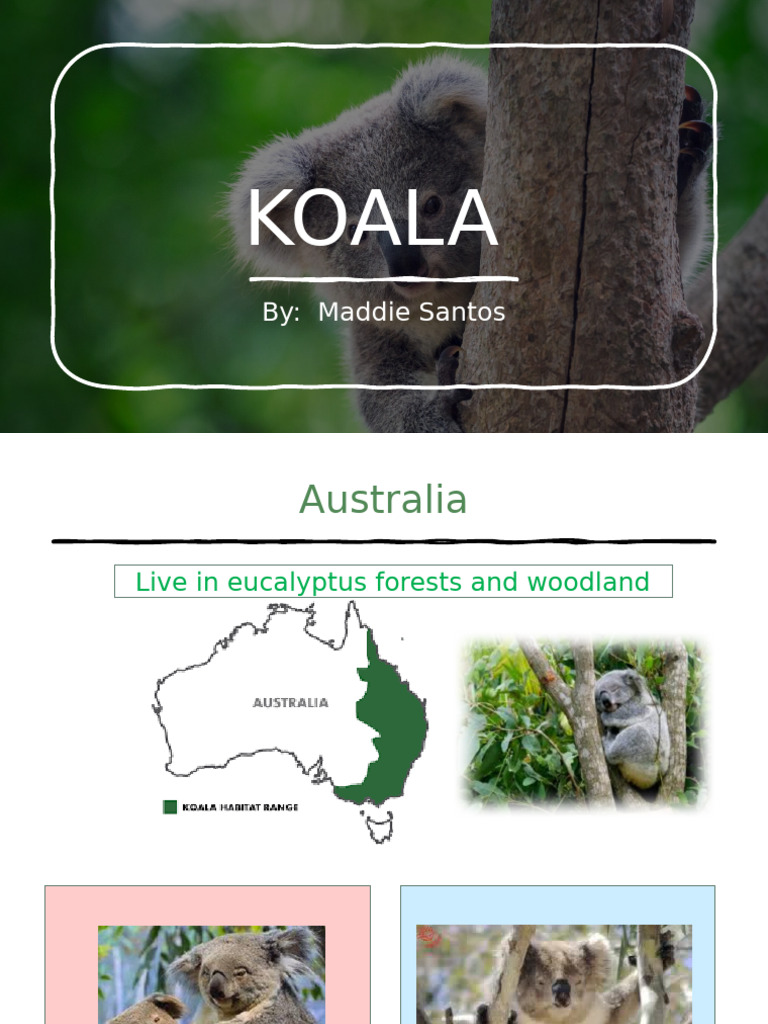 Koala Facts: Habitat, Diet, and Conservation | PDF