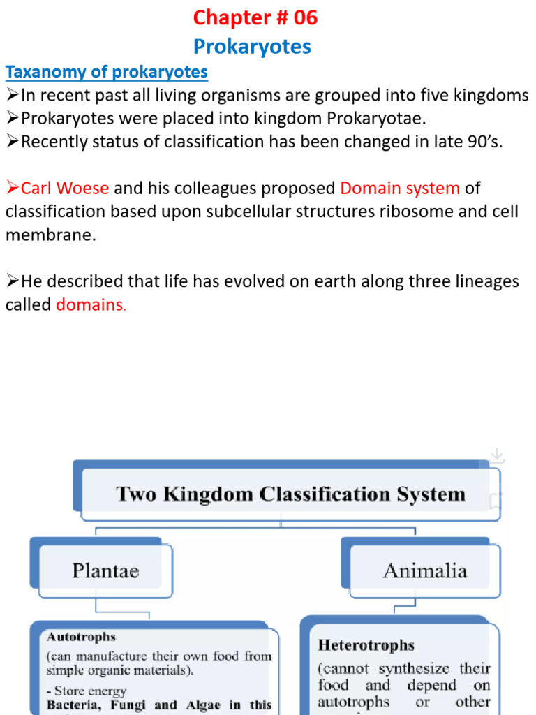 Kingdom Prokaryota | PDF | Bacteria | Cell (Biology)