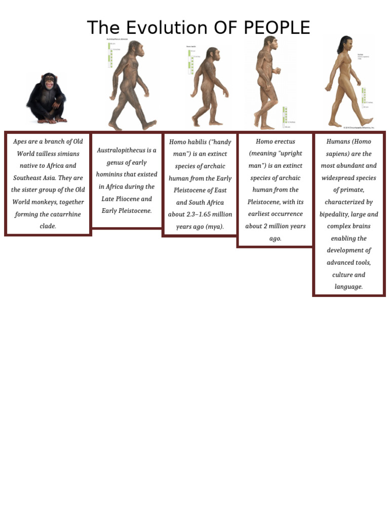 The Evolution OF PEOPLE | PDF