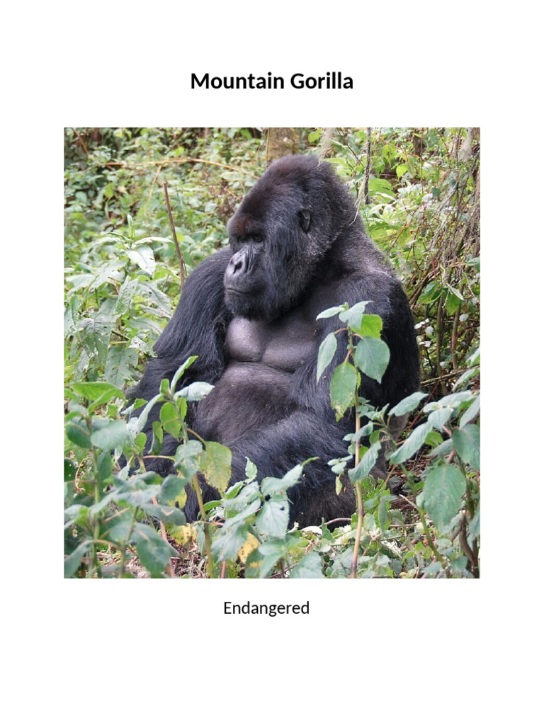 Mountain Gorilla | PDF