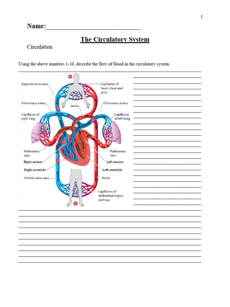 Circulatory System Guided Inquiry | PDF | Circulatory System | Blood