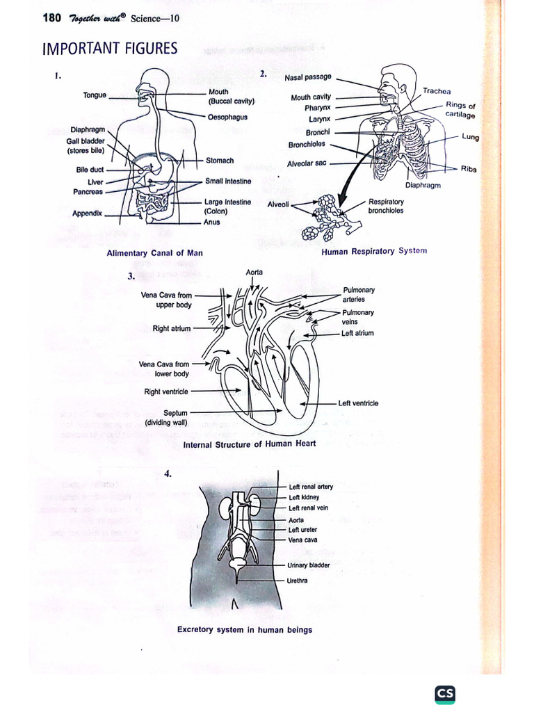 Very Important Diagrams | PDF
