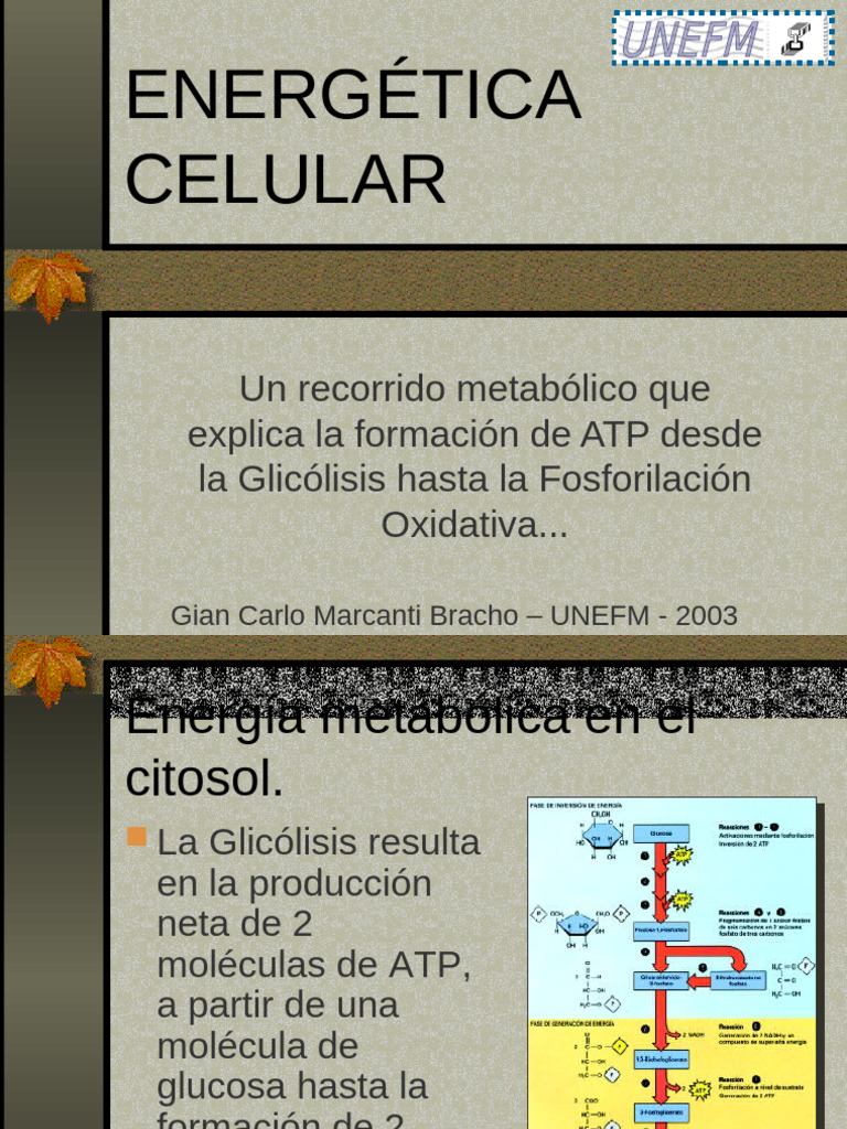 Formación de ATP: Glicólisis y Mitocondrias | PDF | Mitocondria ...