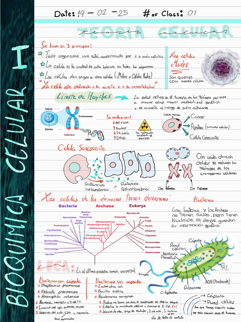 Teoría Celular | PDF