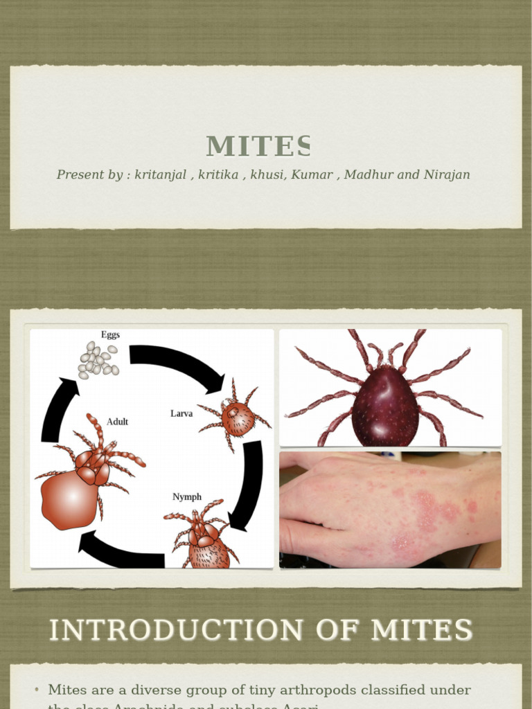 Understanding Mites and Their Impact | PDF | Allergy