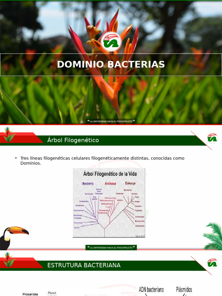 Dominio Bacteria | PDF | Rna | Adn