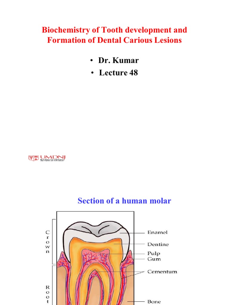 2010 Dental Lecture 48-Biochemistry of Dental Caries | PDF | Dentin ...