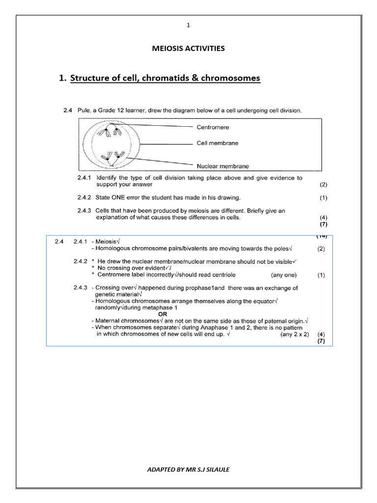 Meiosis Activities | PDF | Meiosis | Molecular Genetics