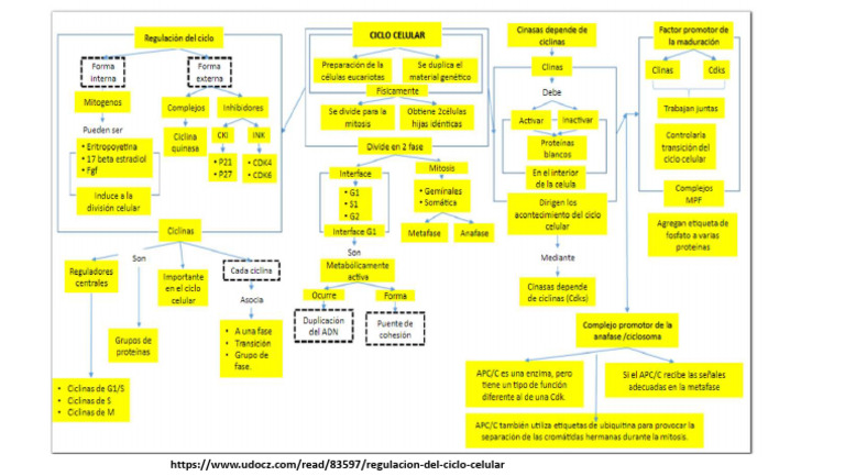 Ziklo Zelularra | PDF