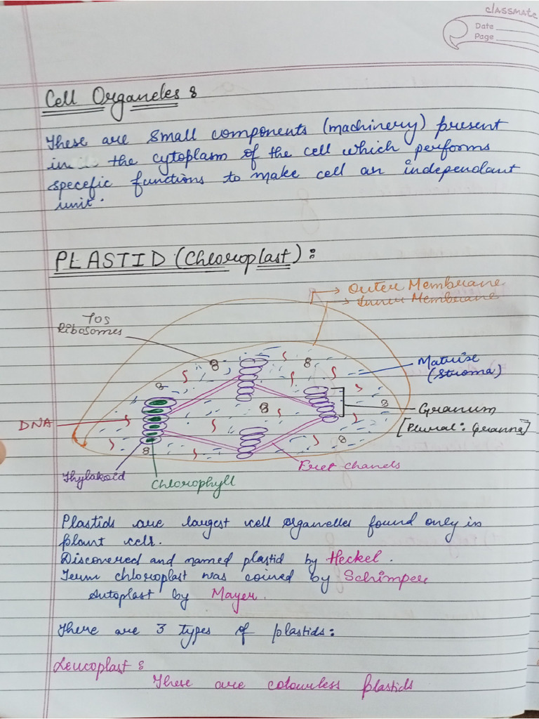 Cell Organelles Class 9 | PDF
