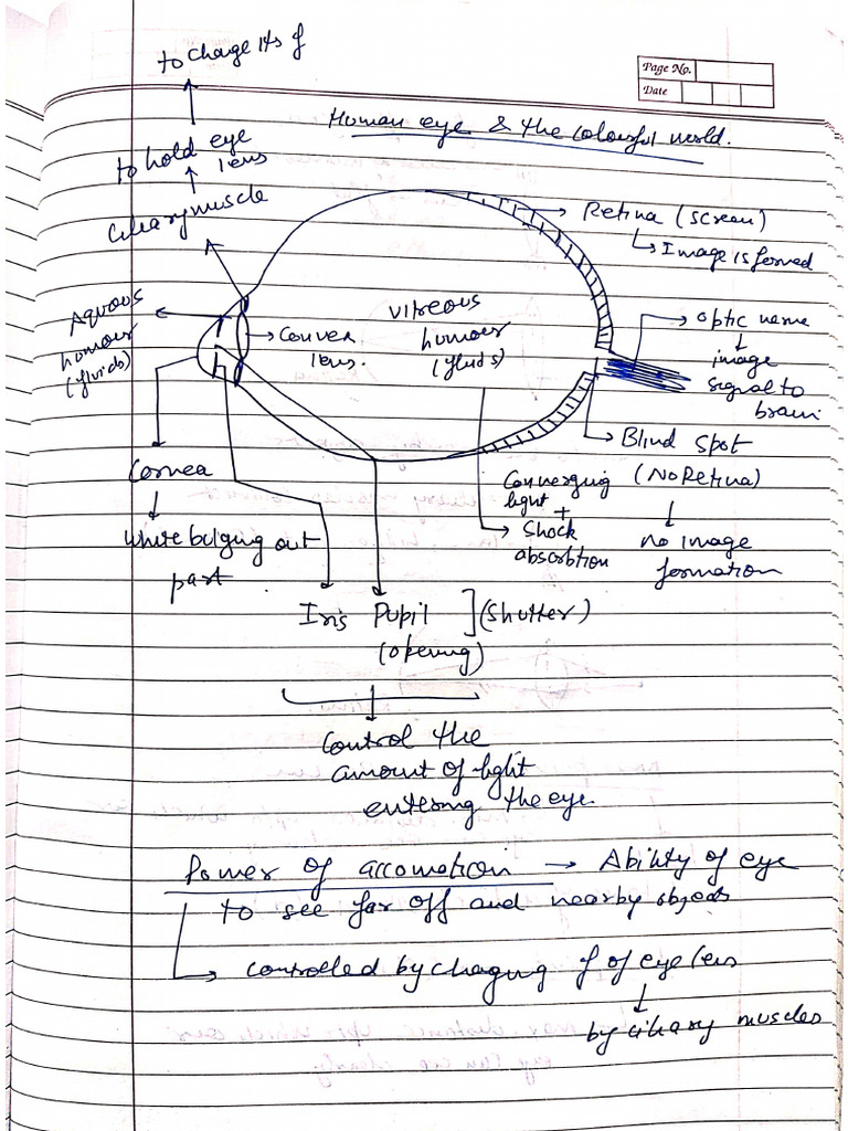 Human Eye Class 10 | PDF