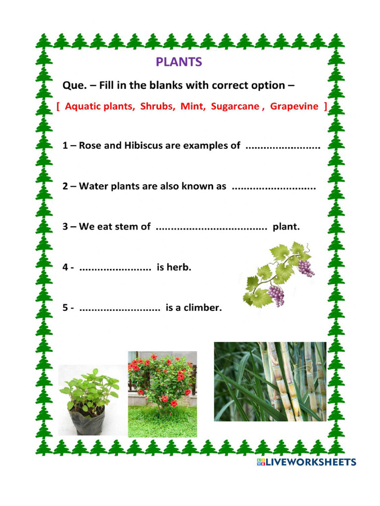 Plants Class 2 | PDF