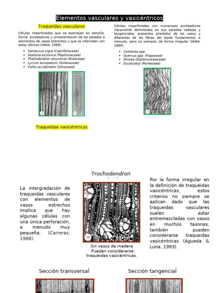 Anatomía de Traqueidas en Maderas | PDF | Organismos | Plantas