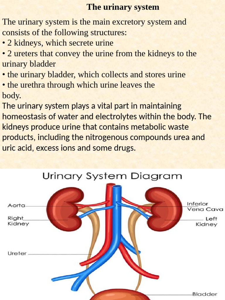 Chapter-12 Urinary System | PDF | Kidney | Urinary System
