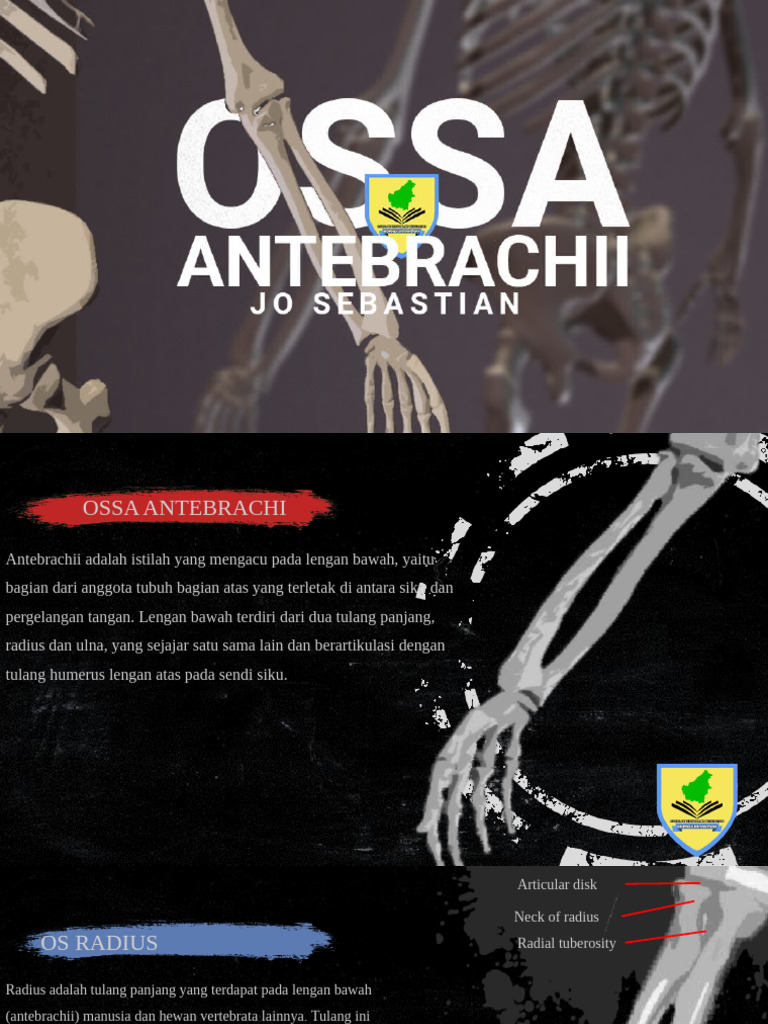 Ossa Antebrachi | PDF