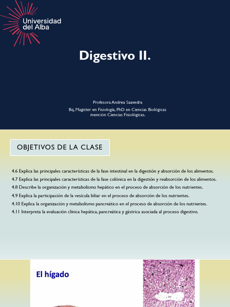 Clase N°13 Fisiología II 2024 | PDF | Bilis | Digestión