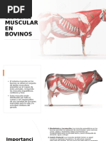 Principales Musculos Del Porcino | PDF | Músculo esquelético | Zoología