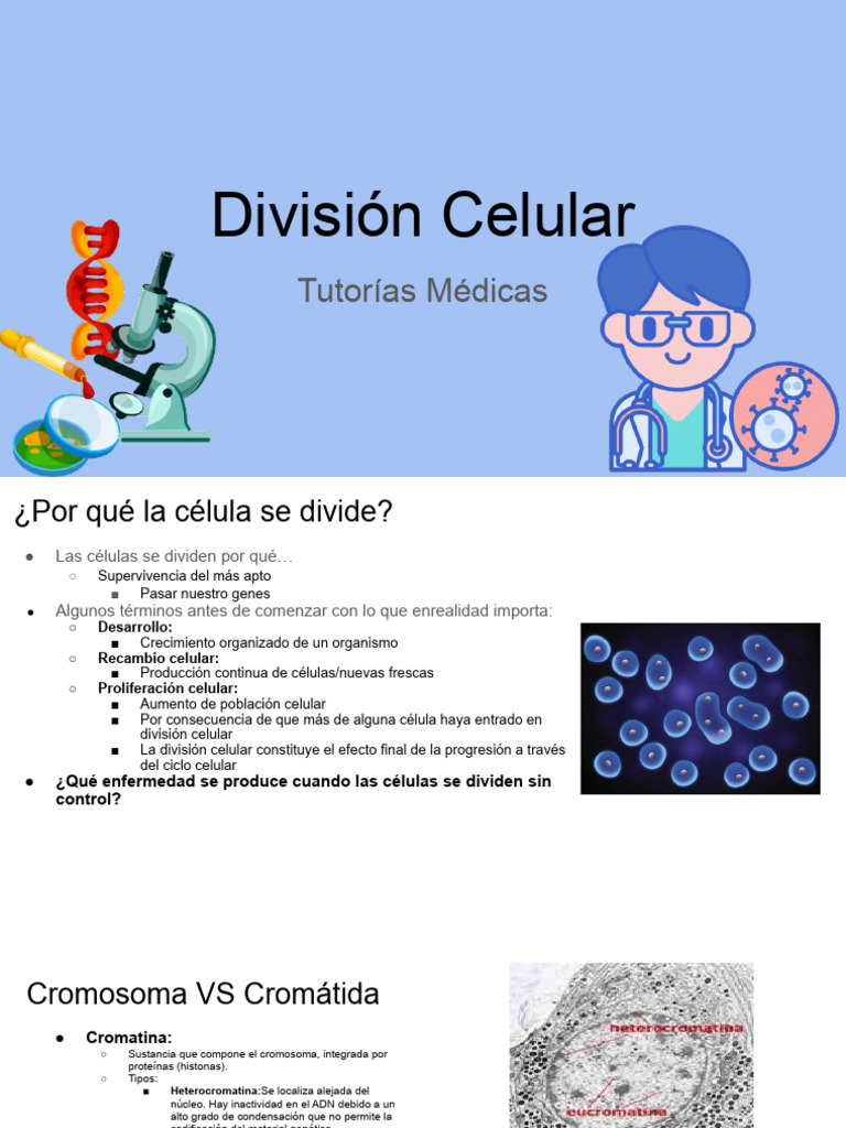 Ciclo Celular y División Celular | PDF | Mitosis | Cromosoma