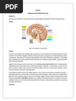 Human Brain | PDF | Self-Improvement