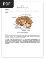 Brain Parts Labeling Worksheets | PDF | Brain | Human Brain