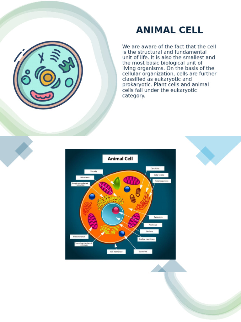Animal Cell | PDF | Cell (Biology) | Cell Nucleus