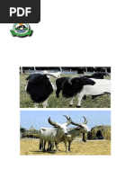 Sheep Scale How Are You Feeling Today - Google Search | PDF | Sheep ...