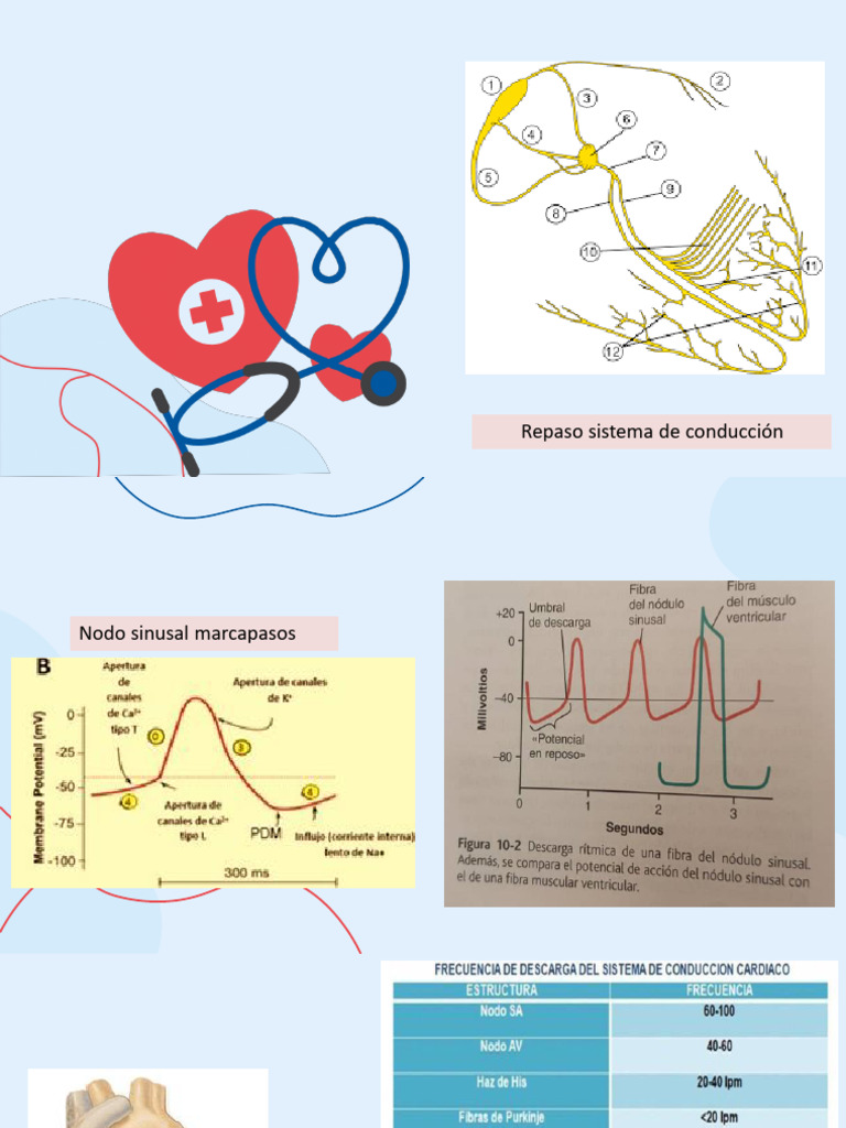 Fisiologia Cardiaca TEMA 4 | PDF | Corazón | Especialidades Medicas