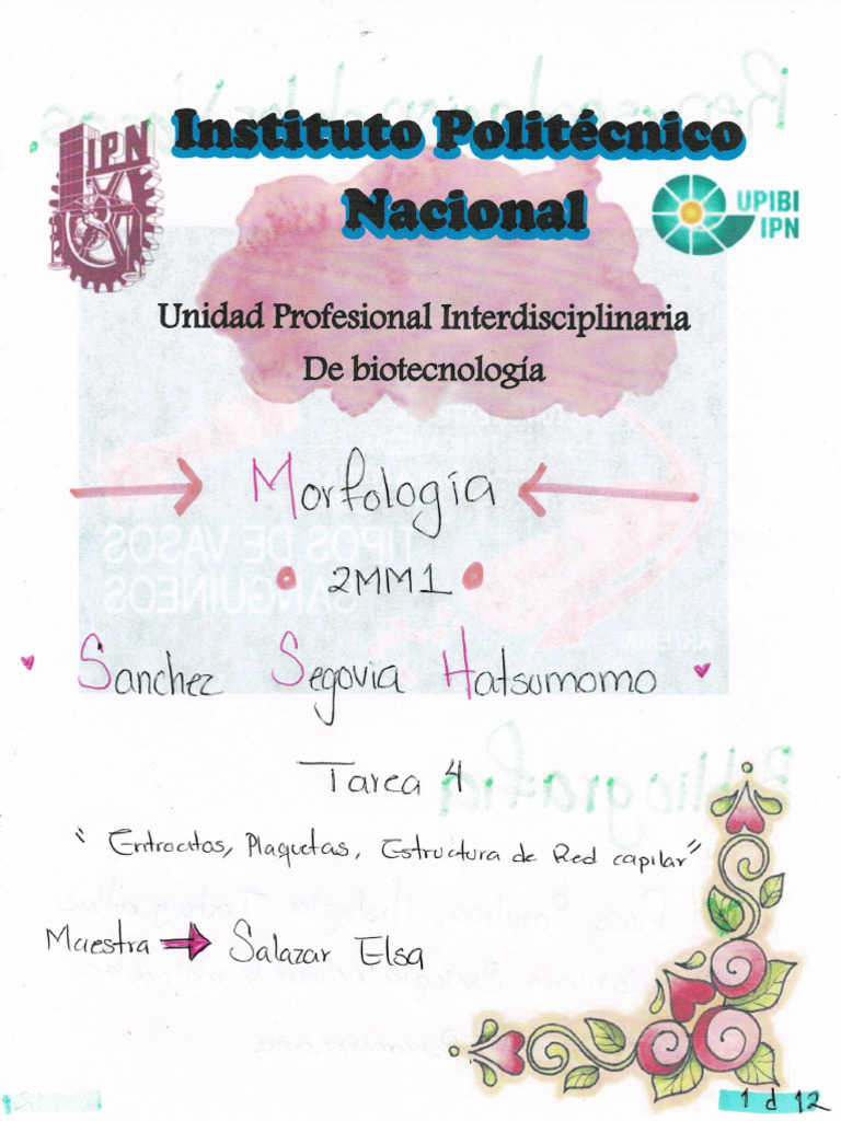 Tarea 4 - Eritrocitos - Plaquetas - Estructura de Red Capilar | PDF