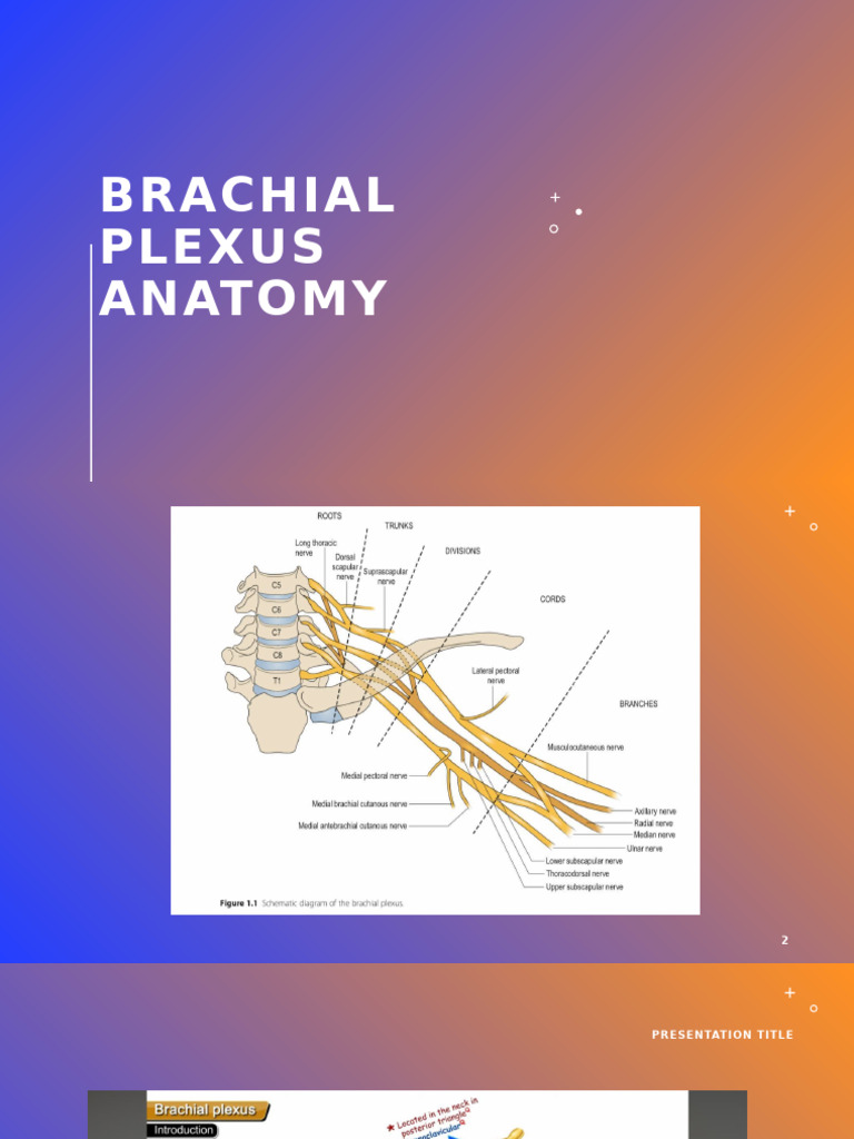 Brachial Plexus Anatomy Overview | PDF