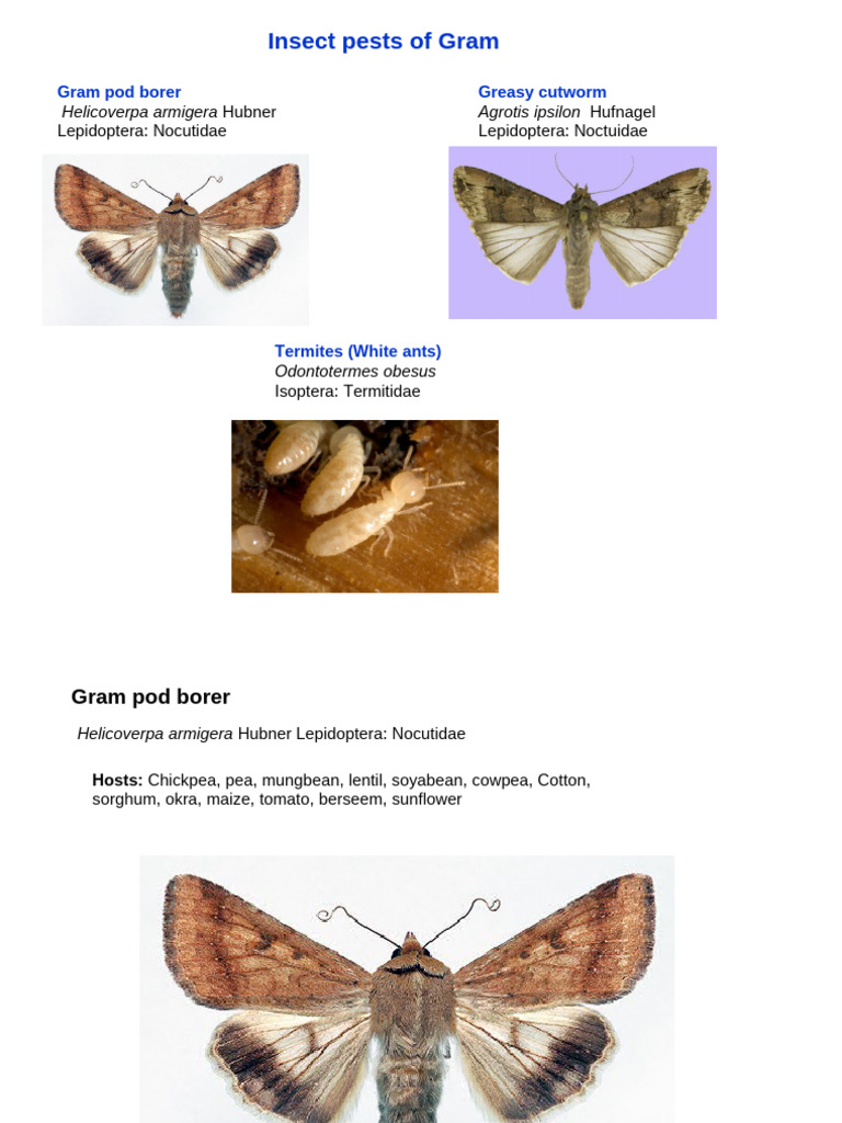 Insect Pests of Gram and Their Impact | PDF | Insects And Humans | Insects