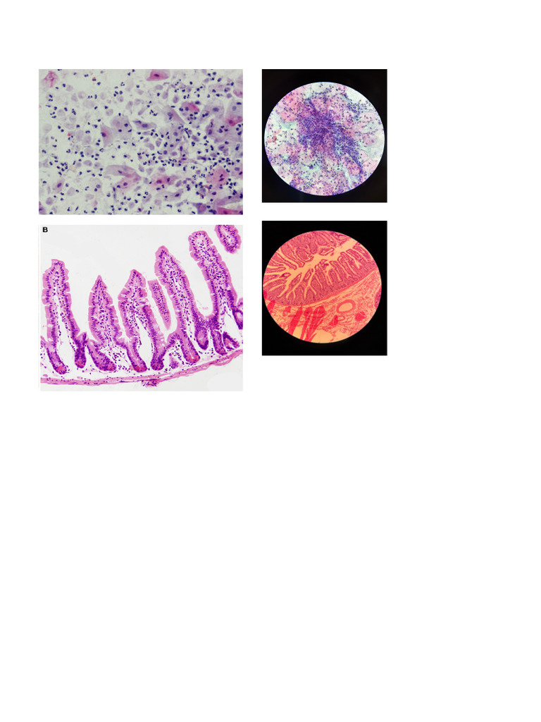 Histo Practica | PDF