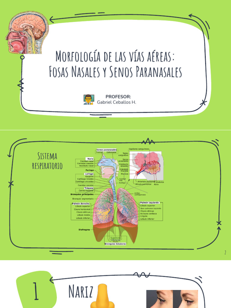 01 Fosas Nasales y Senos Paranasales | PDF | Nariz humana | Otorrinolaringología