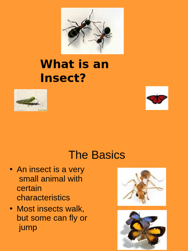 What Are Insects | PDF