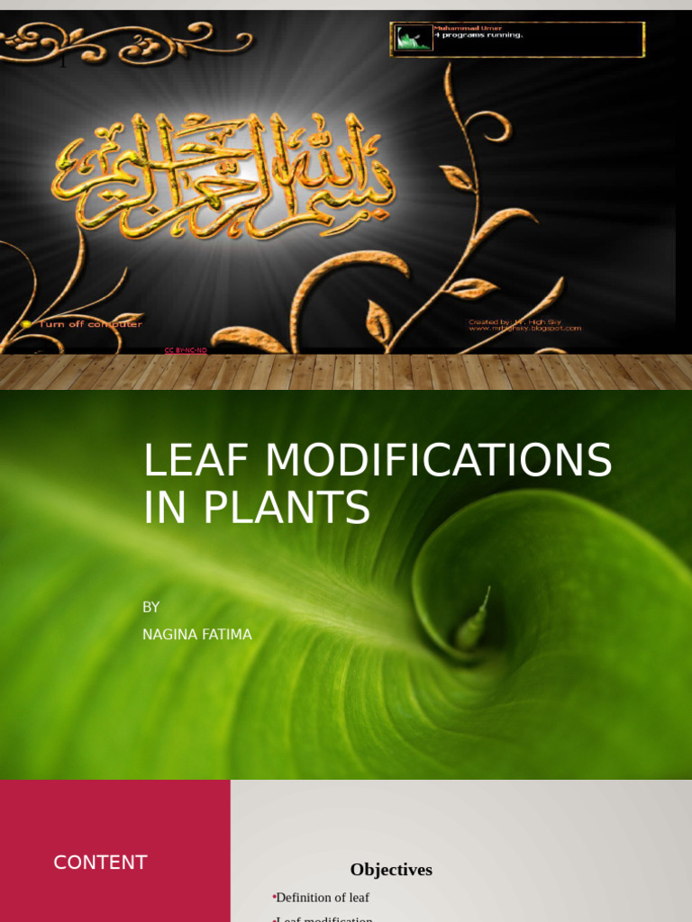 Leaf Modifications | PDF | Leaf | Plants