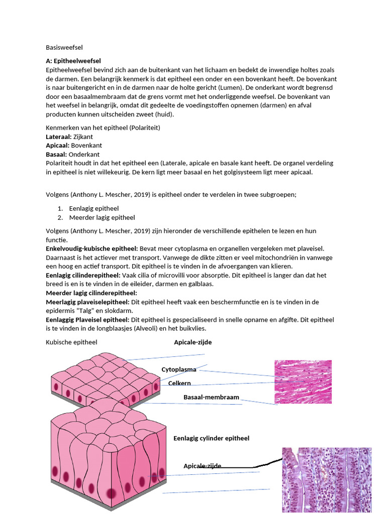 Basisweefsel-1 | PDF