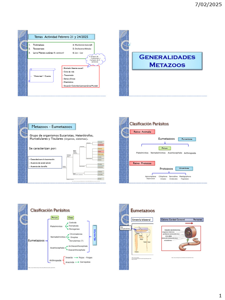 Generalidades Metazoos 25-10 | PDF | Zoología | Protostomas