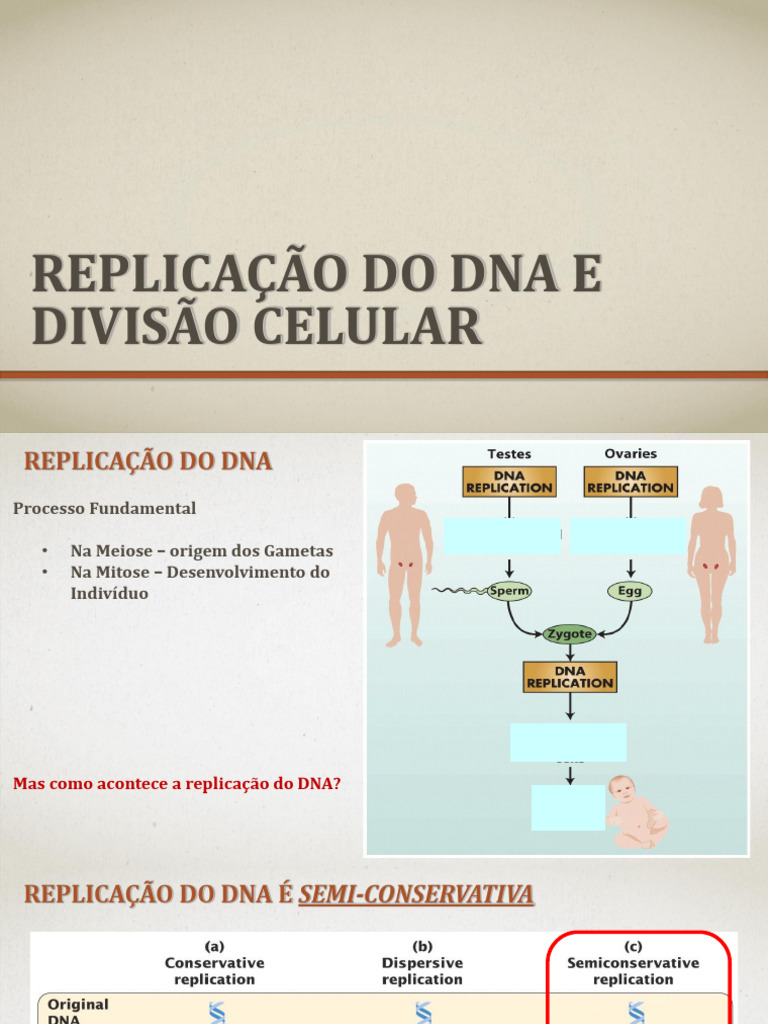 Replicação de DNA e Divisão Celular | PDF | Replicação de DNA | Meiose