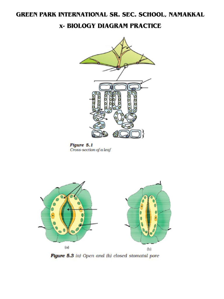 BIOLOGY Diagram Practise | PDF