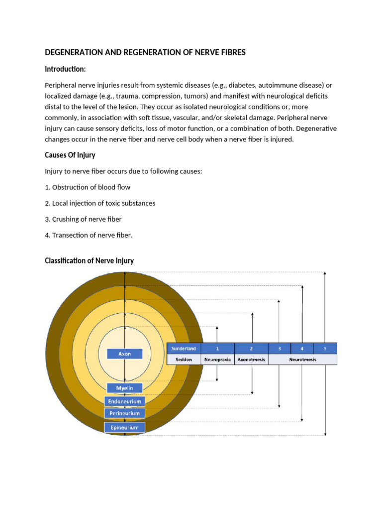 Nerve Injury, Nerve Degeneration and Regeneration (Autorecovered) | PDF ...
