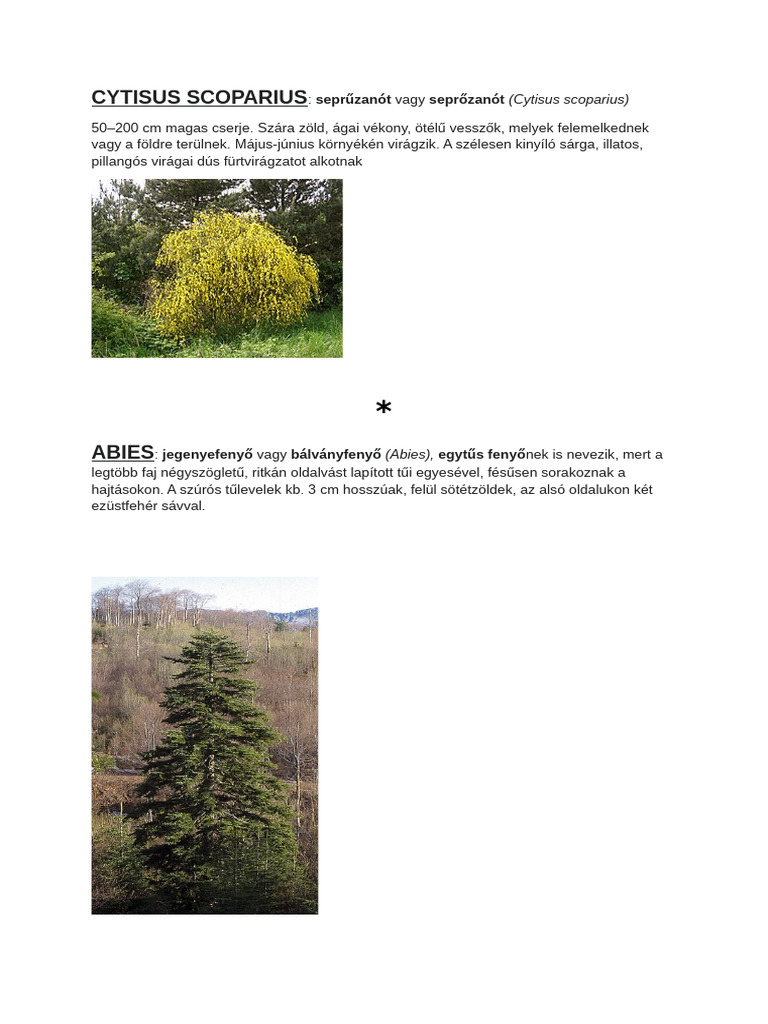 Cytisus Scoparius | PDF