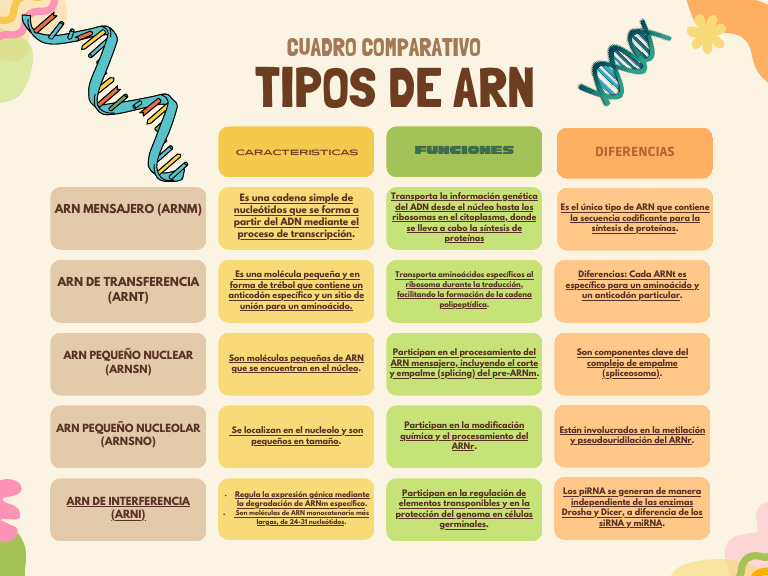Cuadro Comparativo Tipos de Arn | PDF | Rna | Messenger Rna