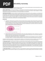Anatomía y Función de la Mama Femenina | PDF | Pecho | Anatomía humana
