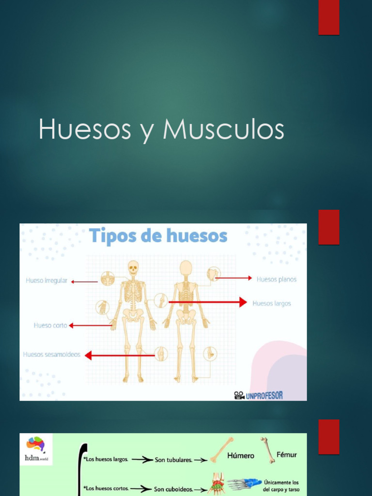 Huesos y Musculos 1 | PDF