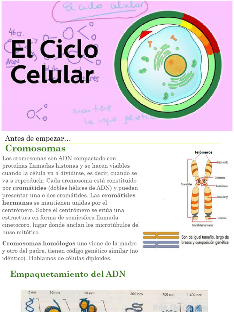 Ciclo Celular 2 | PDF | Mitosis | Mitosis
